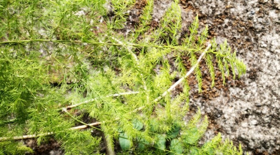 How to Plant, Grow, and Care for Asparagus Ferns
