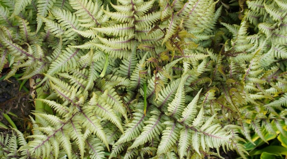 How to Plant, Grow, and Care For Japanese Painted Ferns