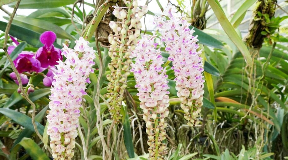 How to Grow and Care for Rhynchostylis Foxtail Orchids – Nature's Gateway
