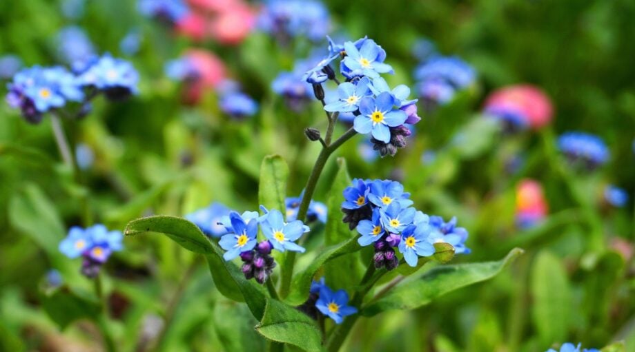 27 Best Early-Season Flowers for a Spring Cut-Flower Garden
