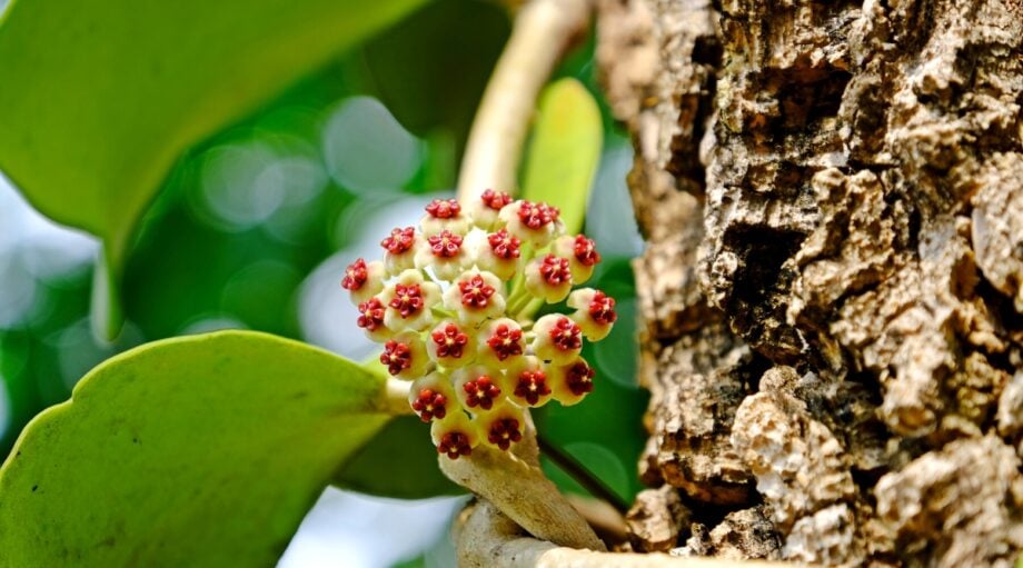 How to Plant, Grow, and Care for Hoya Kerrii