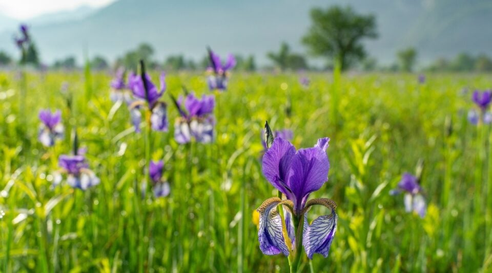 How to Plant, Grow, and Care for Siberian Iris Flowers