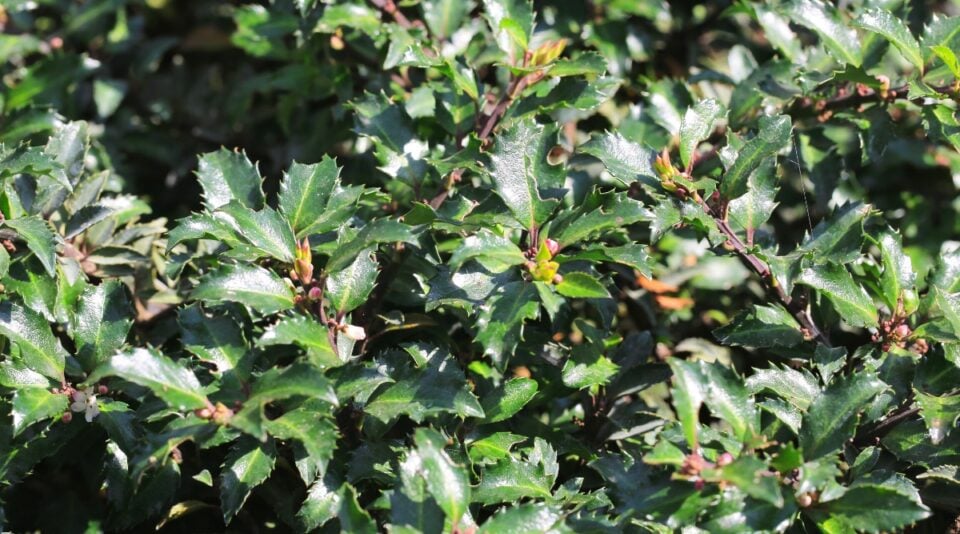 How to Plant, Grow, and Care for Blue Holly