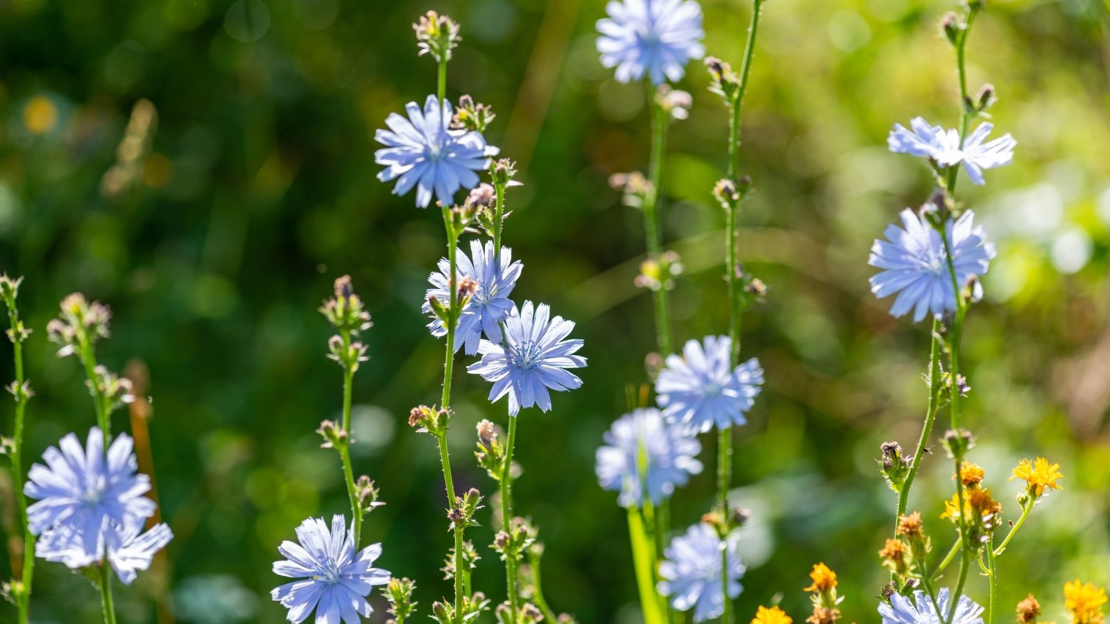 How to Plant, Grow, and Care for Chicory