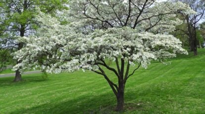 How to Plant, Grow, and Care for Dogwood Trees