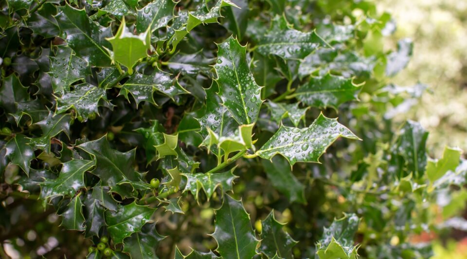 How to Plant, Grow, and Care for Blue Holly