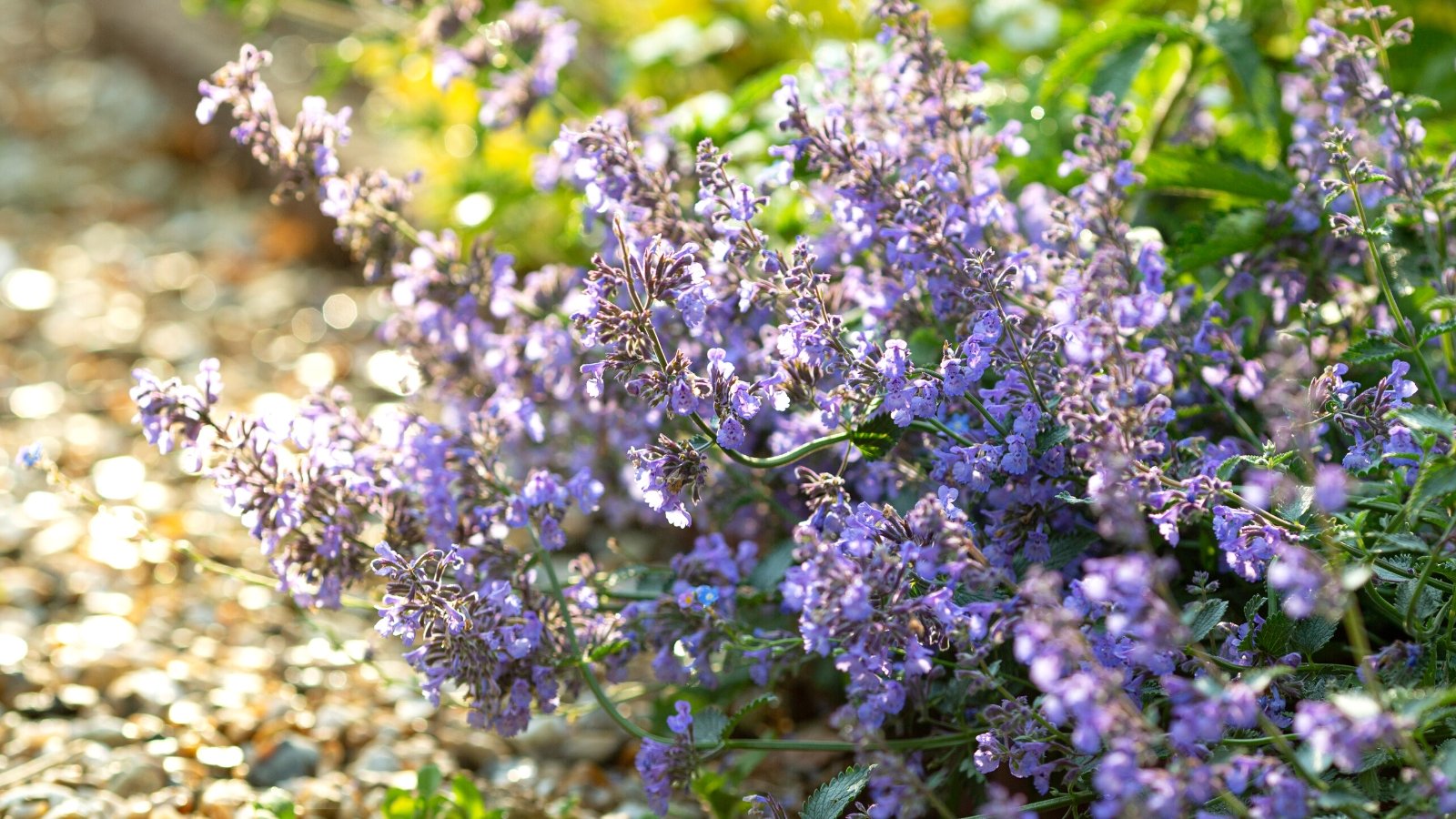 How to Plant, Grow, and Care for Catnip