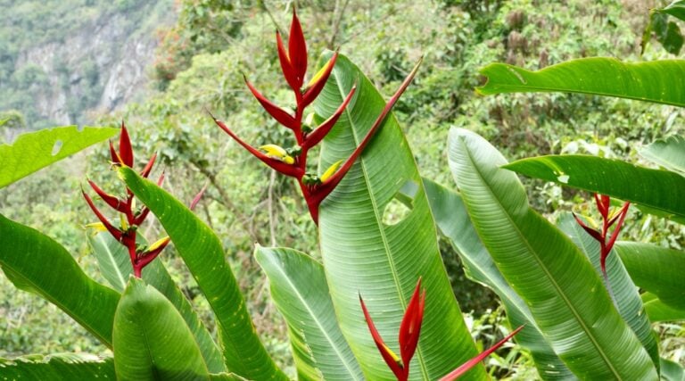 How to Plant, Grow, and Care for Bird of Paradise plants