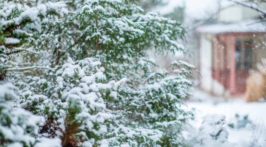 Winter Garden Ideas: 25 Tips for a Stunning Wintertime Garden