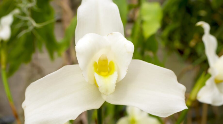 How to Grow and Care For Lycaste Orchids