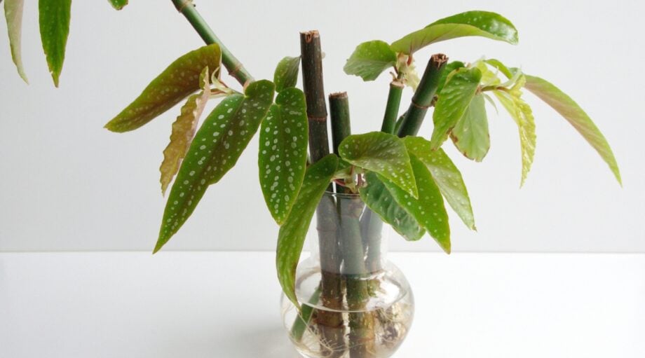 How to Plant, Grow, and Care for Angel Wing Begonias