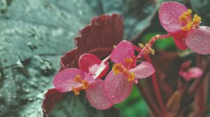 How to Plant, Grow, and Care for Angel Wing Begonias