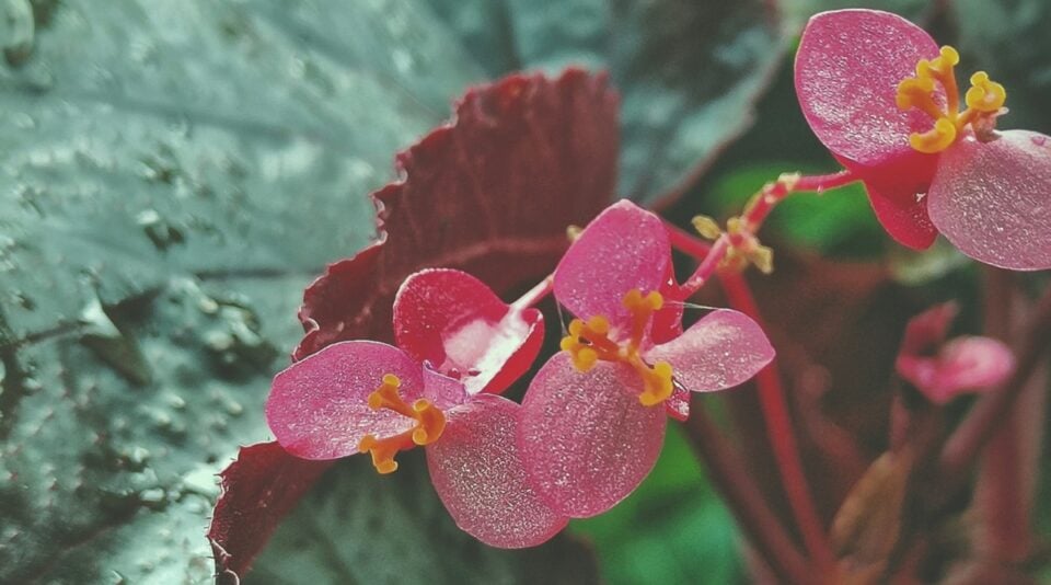 How to Plant, Grow, and Care for Angel Wing Begonias