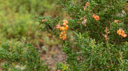 How to Plant, Grow, and Care for Oregon Grape