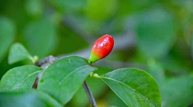 How to Plant, Grow, and Care for Spicebush
