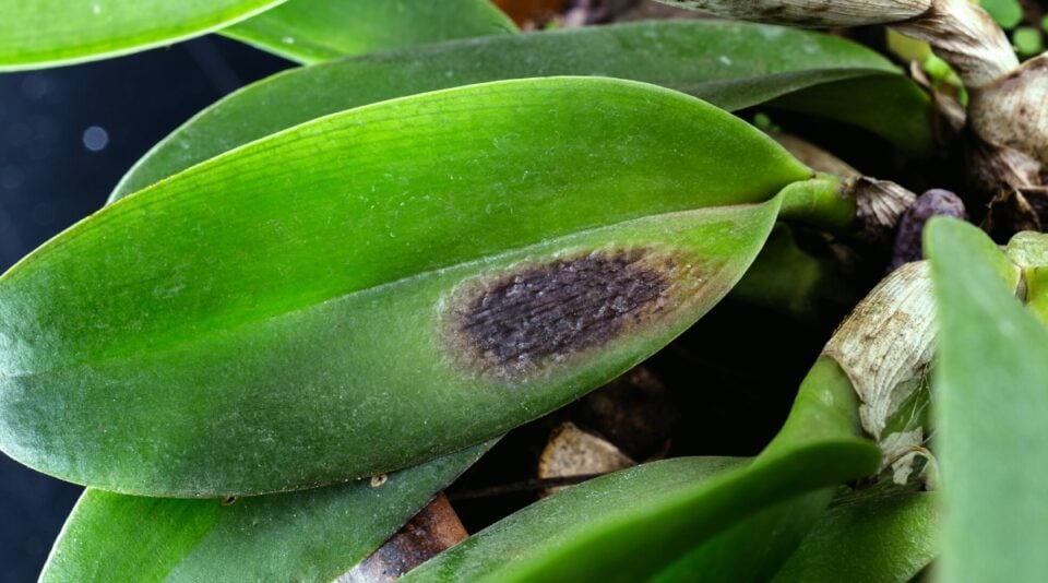 The 8 Most Common Orchid Diseases and How to Treat Them – Nature's Gateway