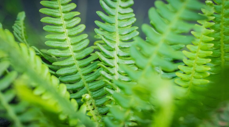 37 Beautiful Fern Varieties for Your Garden