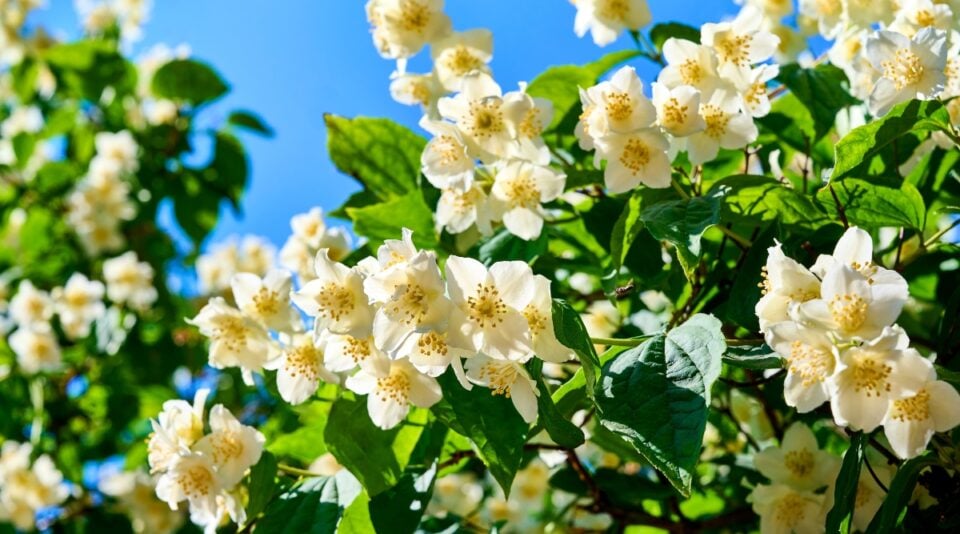 How to Plant, Grow, and Care for Mock Orange
