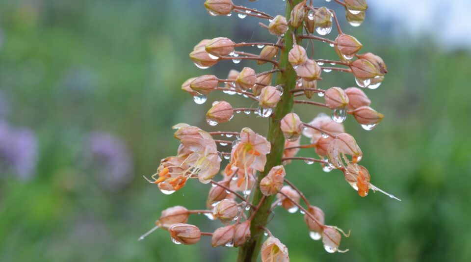 How to Plant, Grow, and Care for Foxtail Lilies