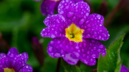 How to Plant, Grow, and Care for Primrose Flowers