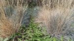 How to Plant, Grow, and Care for Blue Fescue