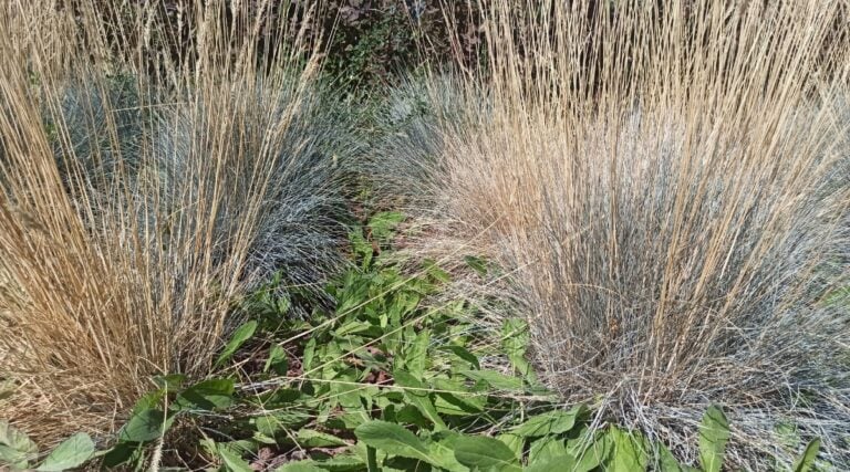 How to Plant, Grow, and Care for Blue Fescue