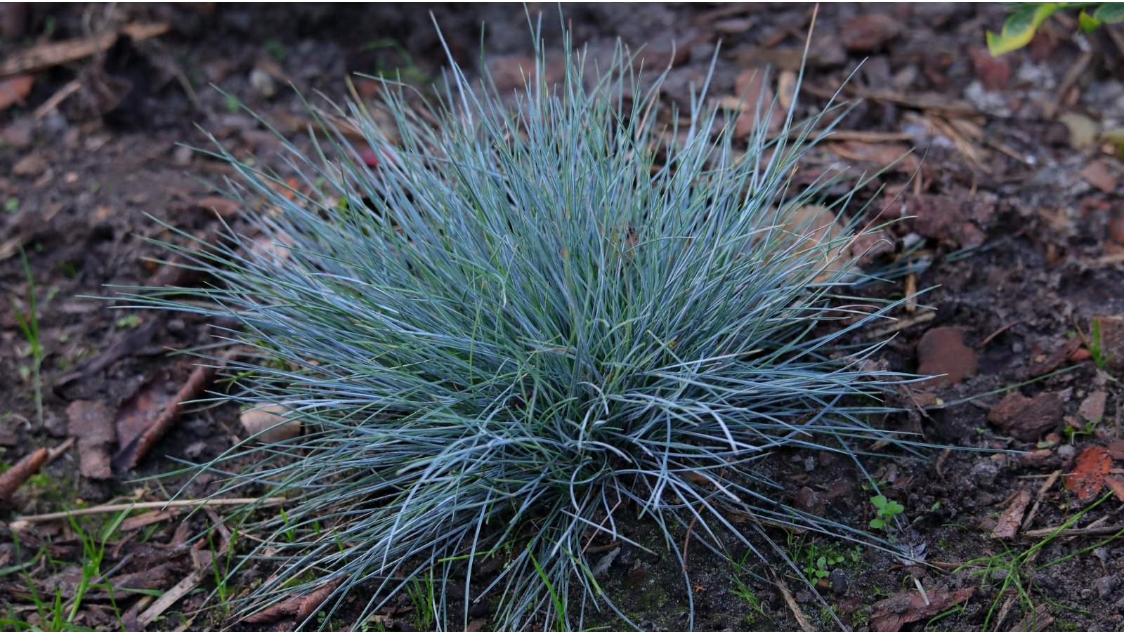 How to Plant, Grow, and Care for Blue Fescue