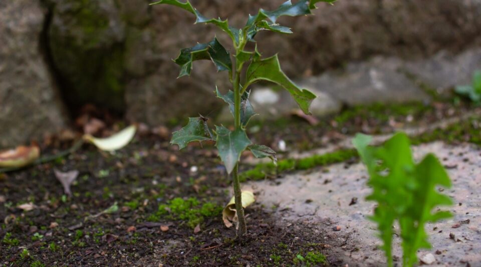 How to Plant, Grow, and Care for Blue Holly