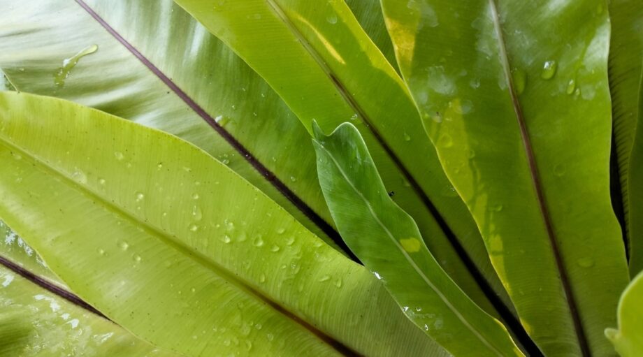 How to Plant, Grow, and Care for Blue Star Ferns