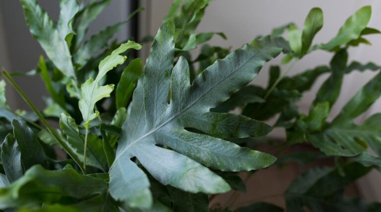 How to Plant, Grow, and Care for Blue Star Ferns
