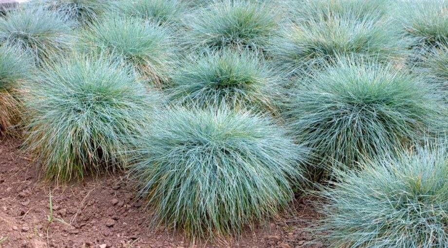 How to Prune Ornamental Grass in 5 Easy Steps