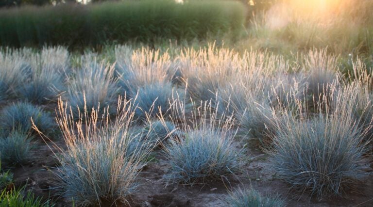 How to Plant, Grow, and Care for Blue Fescue