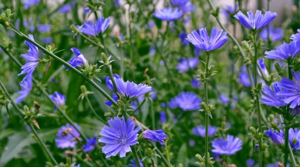 How to Plant, Grow, and Care for Chicory