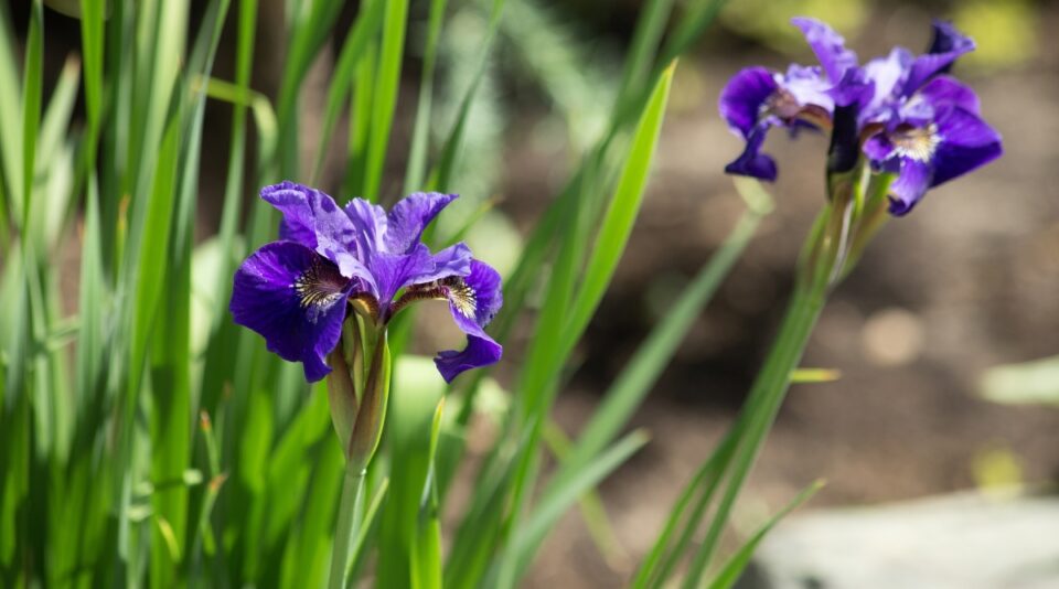 How to Plant, Grow, and Care for Siberian Iris Flowers