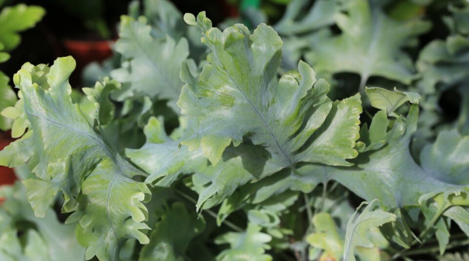 How to Plant, Grow, and Care for Blue Star Ferns – Nature's Gateway