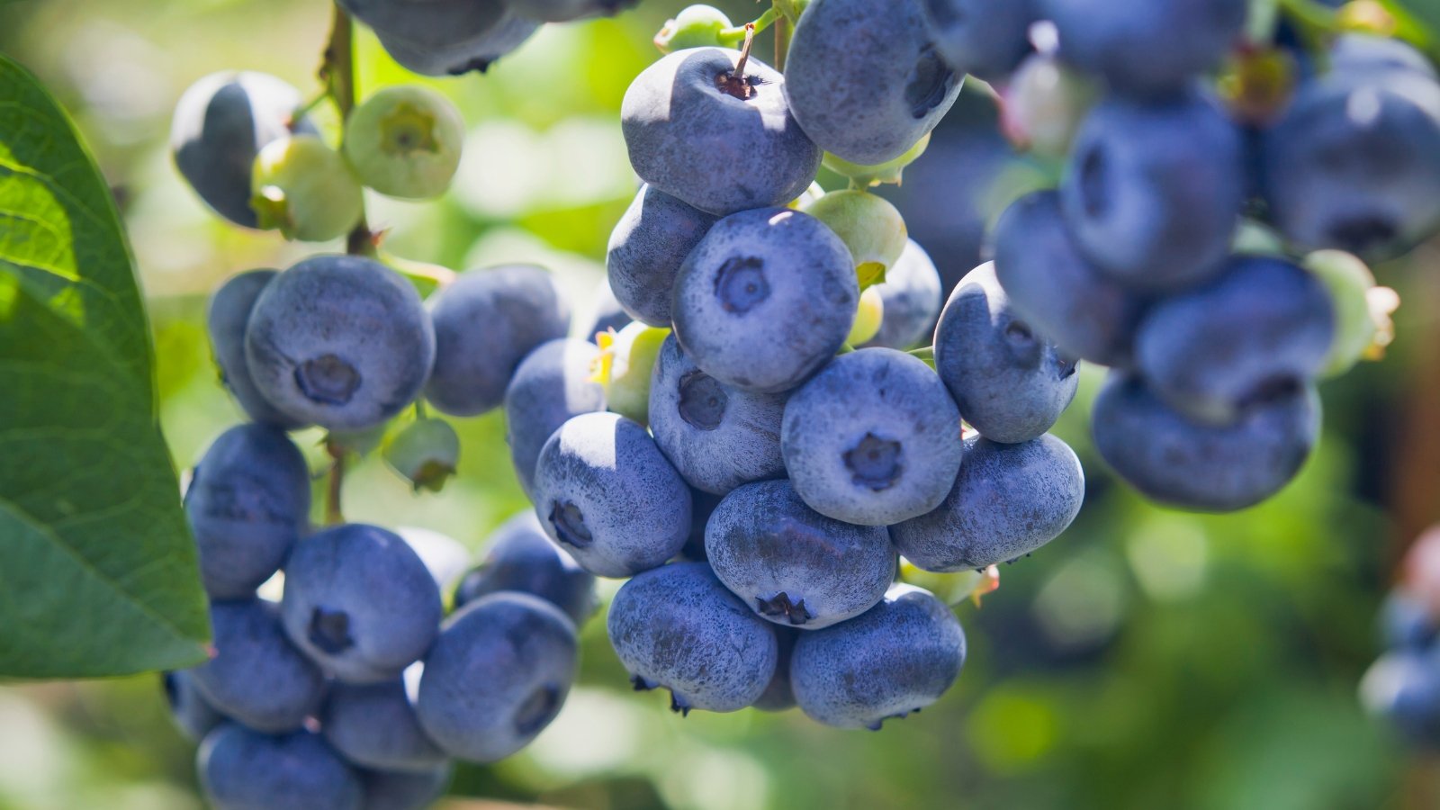27 Different Types of Blueberries For Your Garden