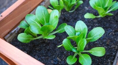 What Can I Grow in a Cold Frame in the Winter?