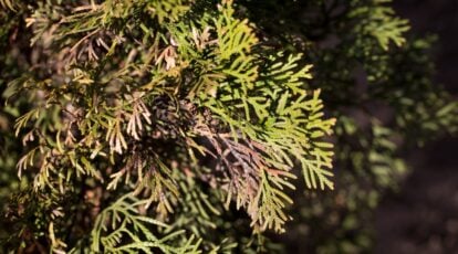 How to Plant, Grow, and Care for Lemon Cypress Trees