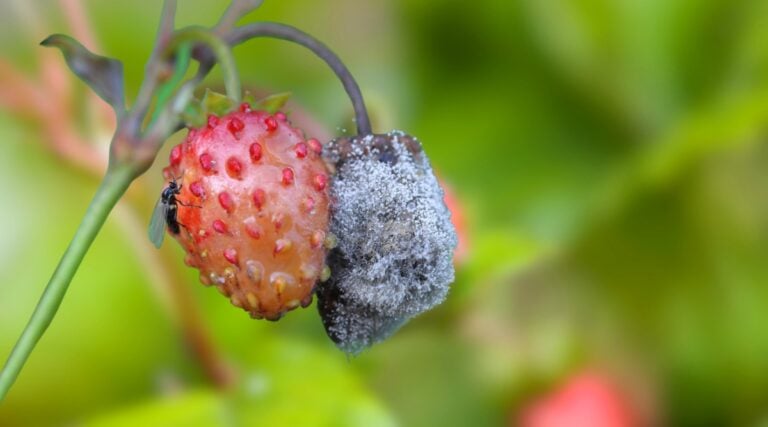 How to Treat 13 Common Garden Fungal Diseases