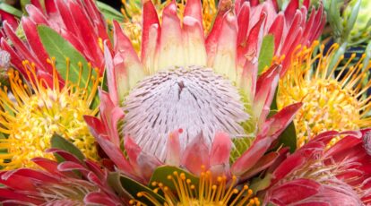 How to Plant, Grow, and Care for Protea Plants