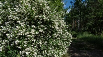 How to Plant, Grow, and Care for Mock Orange