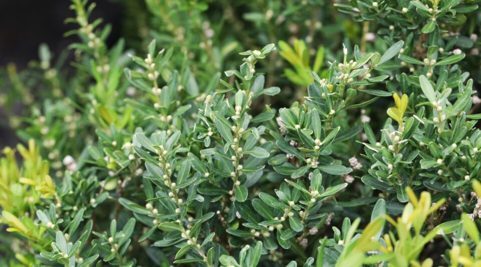 25 Best Evergreen Trees for Year-round Privacy