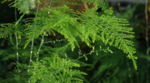 How to Plant, Grow, and Care for Asparagus Ferns