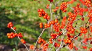 How to Plant, Grow, and Care for Winterberry Holly