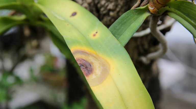 The 8 Most Common Orchid Diseases and How to Treat Them