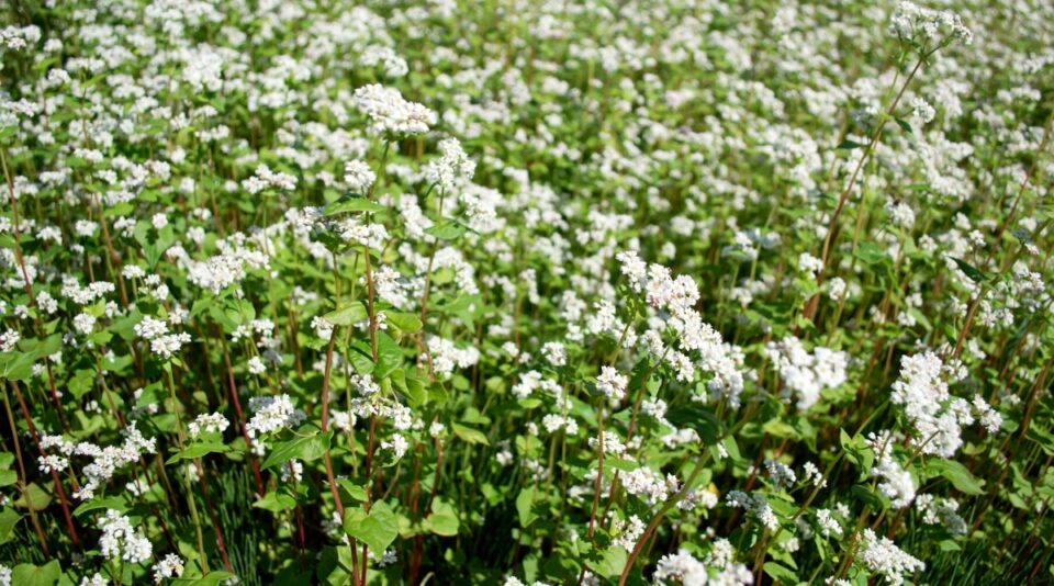 Cover Crop Benefits: How Cover Cropping Works