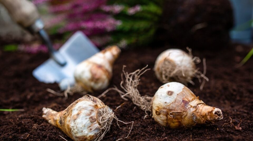 How Long Can You Keep Flower Bulbs in Storage?
