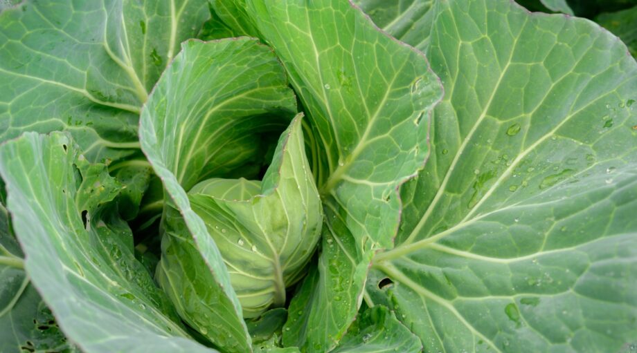 39 Delicious Winter Vegetables You Can Grow Indoors