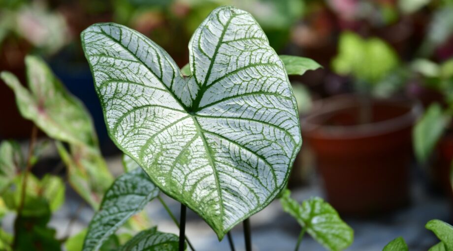 How to Plant, Grow, and Care for White Christmas Caladium