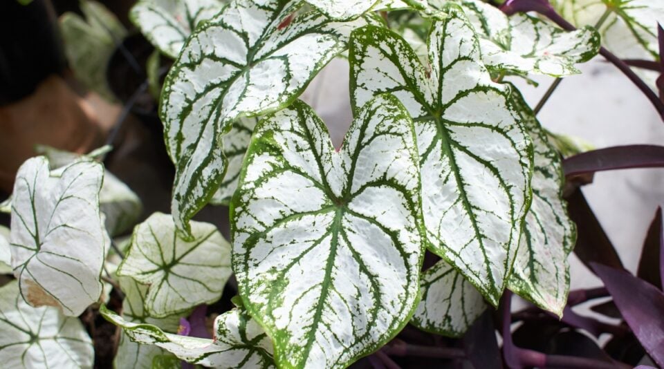 How to Plant, Grow, and Care for White Christmas Caladium